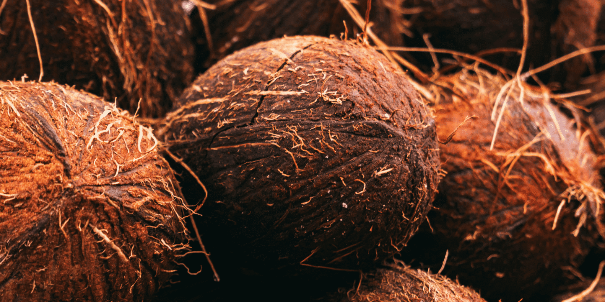 What Are the Different Types of Coconuts and Why Do They Matter ...