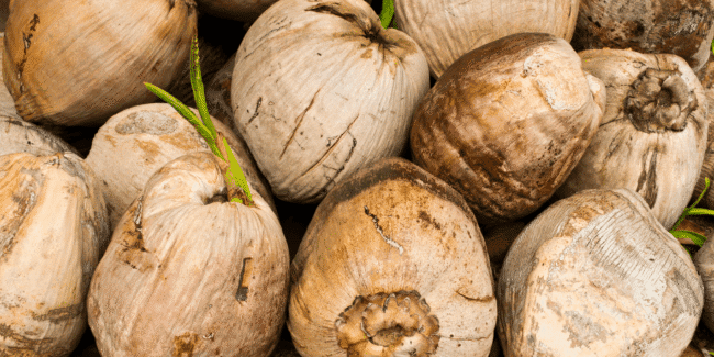 What Are the Different Types of Coconuts and Why Do They Matter ...