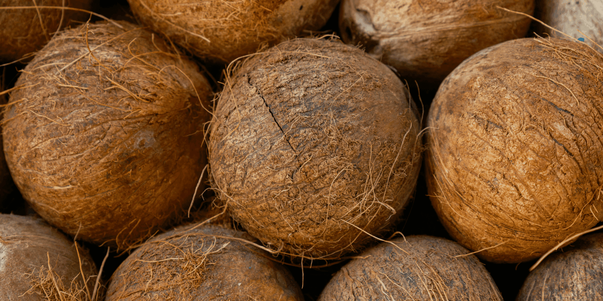 Green vs Brown Coconut: What’s the Real Difference? - Coconut Stock
