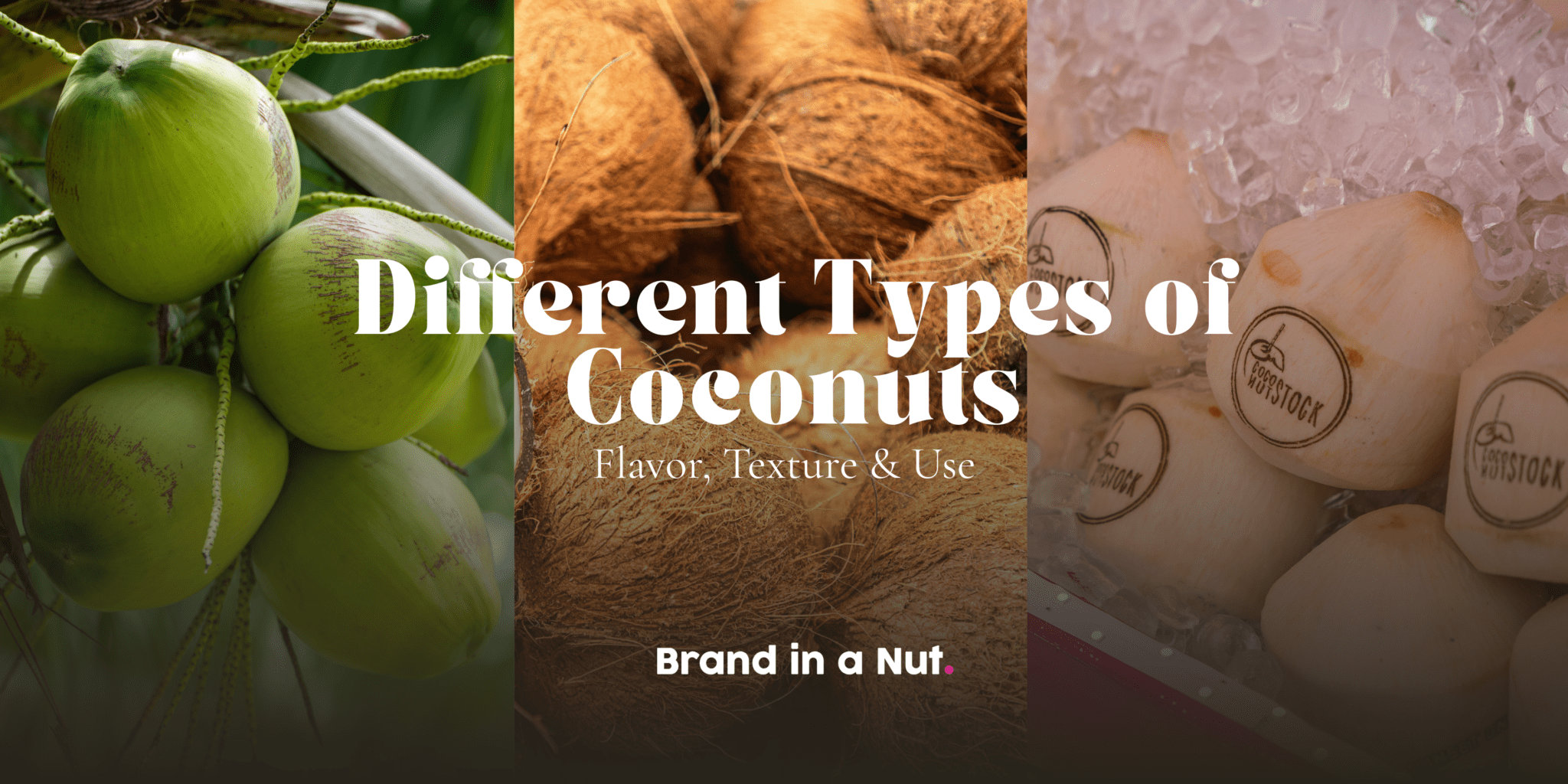 Different Types of Coconuts: Flavor, Texture, and Use - Coconut Stock